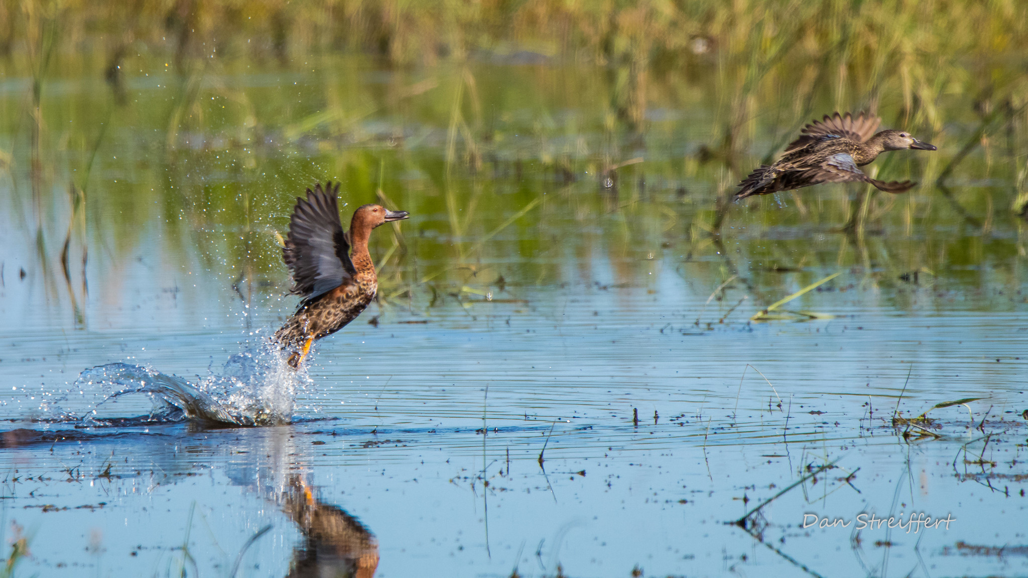 Pacific Flyway Wingbee - Friends of Malheur NWR