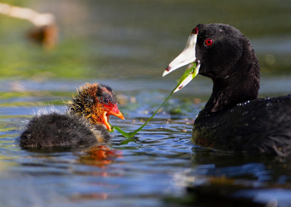 Species Spotlight: American Coot - Friends of Malheur NWR