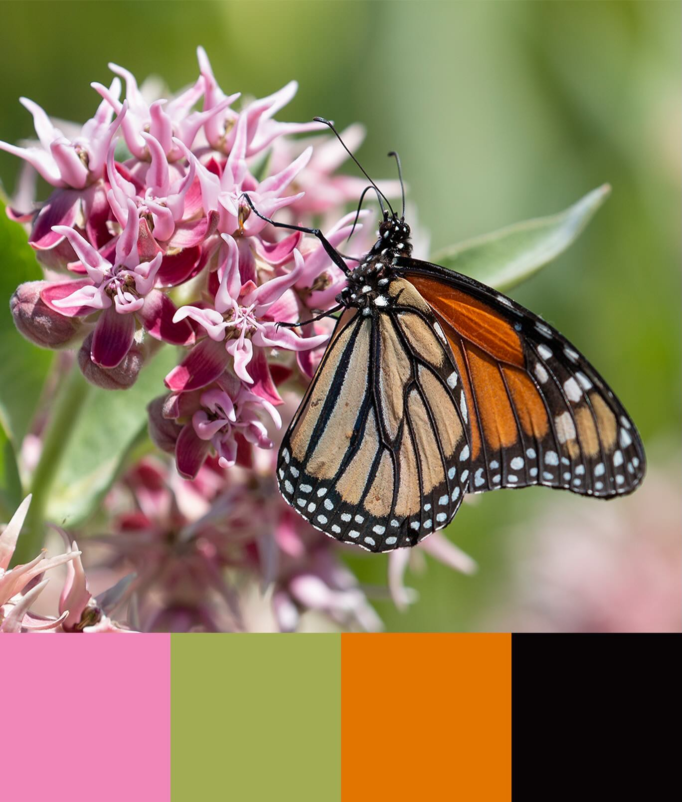 Color Palettes of Malheur NWR - Friends of Malheur NWR