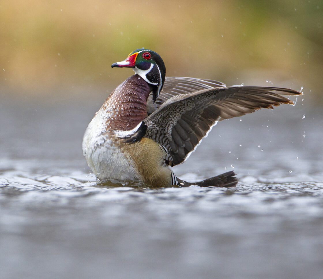 Species Spotlight: Wood Duck - Friends of Malheur NWR
