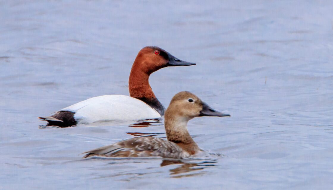 Species Spotlight: Canvasback - Friends of Malheur NWR
