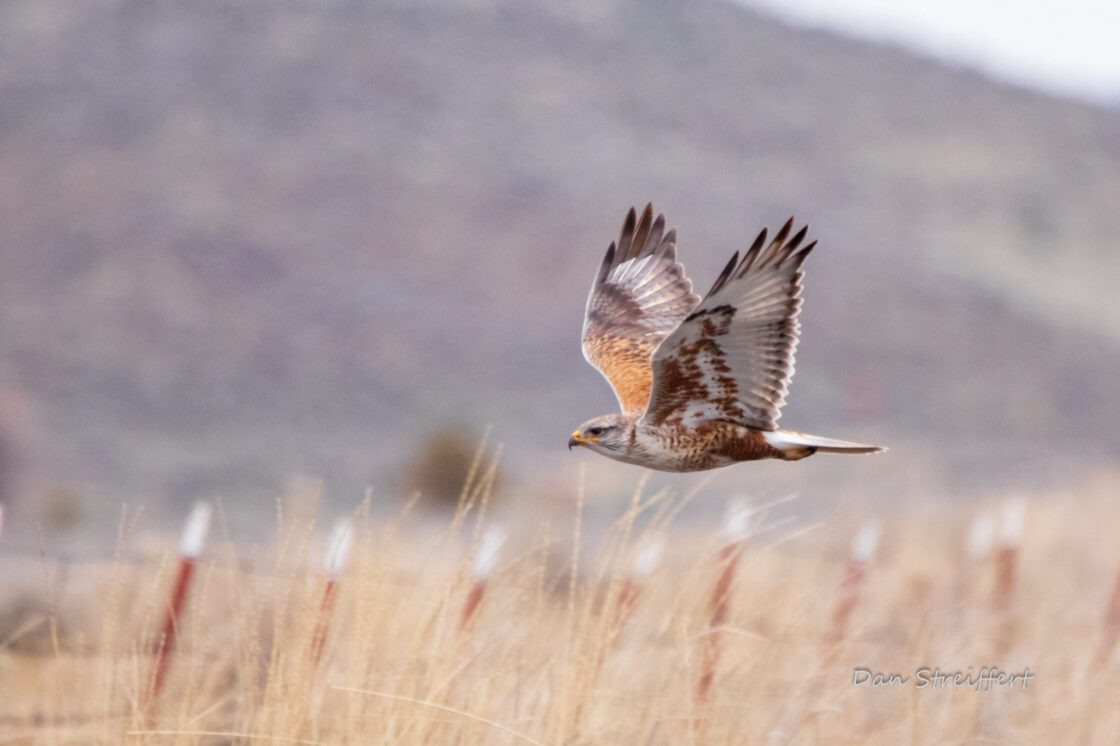 Species Spotlight: Northern Shoveler - Friends of Malheur NWR