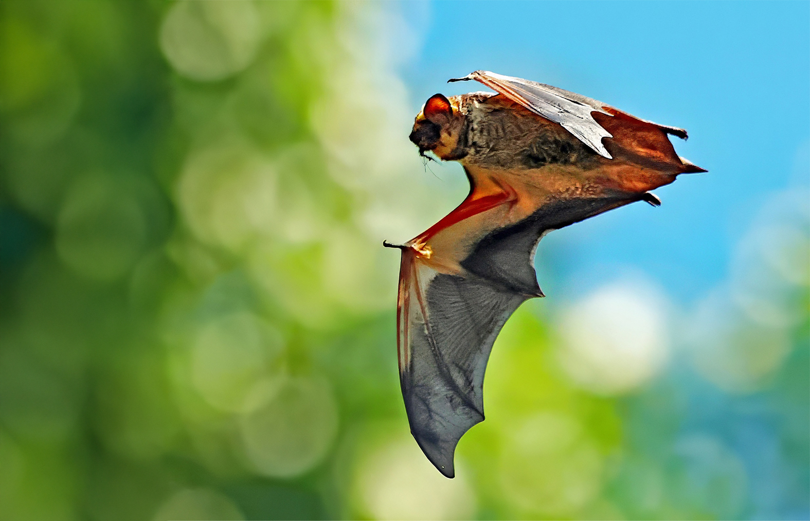 Species Spotlight: Great Horned Owl - Friends of Malheur NWR