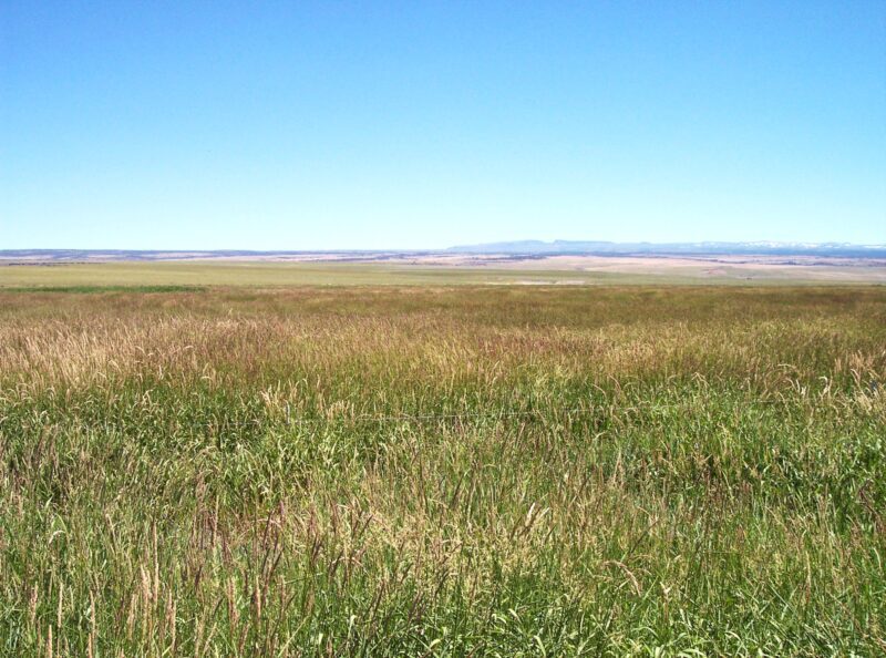 Virtual Fence Grazing Pilot for Reed Canarygrass - Friends of Malheur NWR